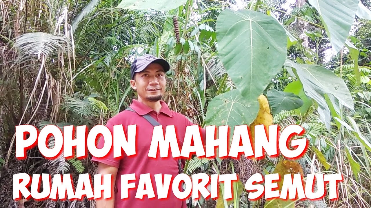 MENGENAL JENIS POHON PERINTIS MAHANG MACARANGA Macaranga tanarius ...