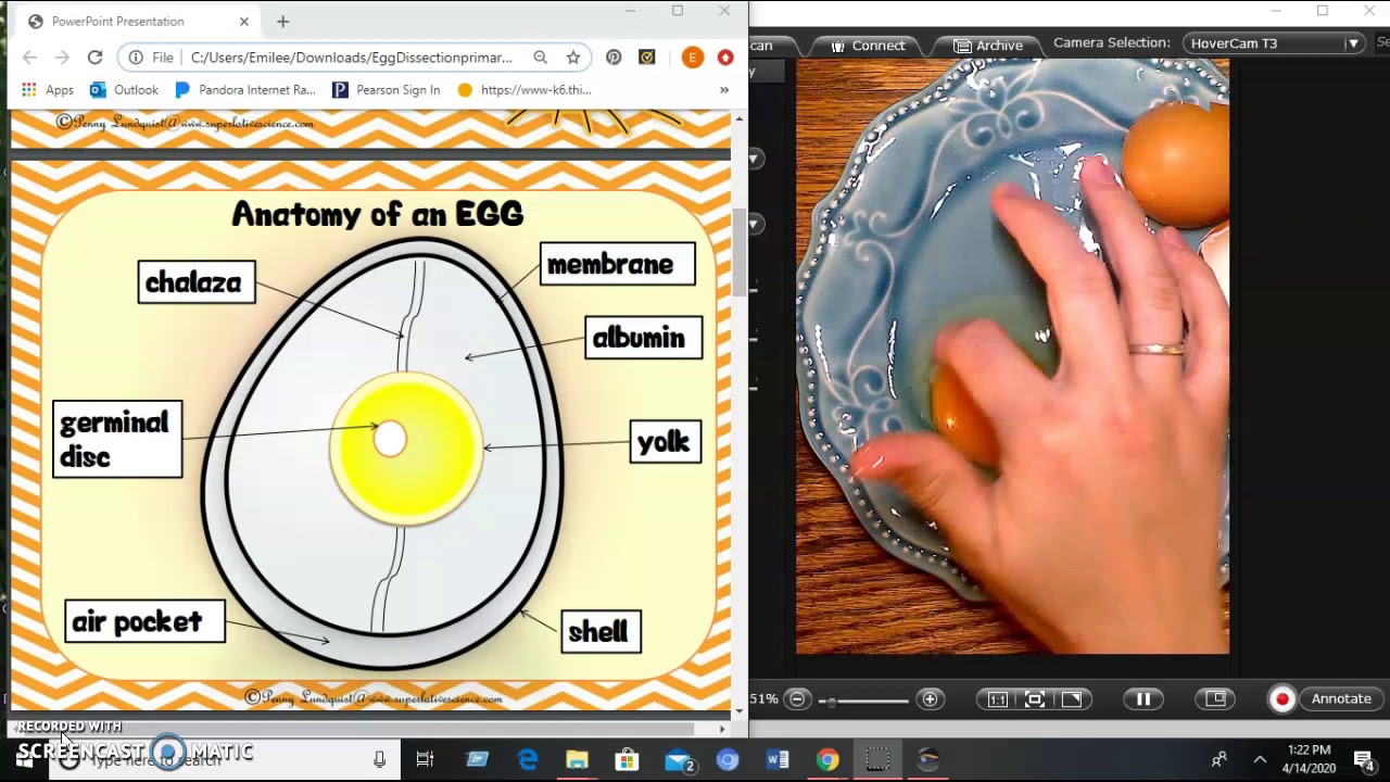 Egg Dissection Science Project - YouTube