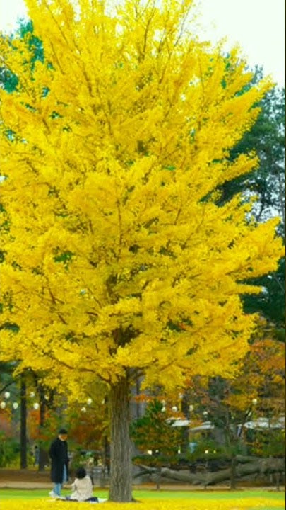 #Ginkgo biloba oldest tree on the earth #maidenhair tree - YouTube