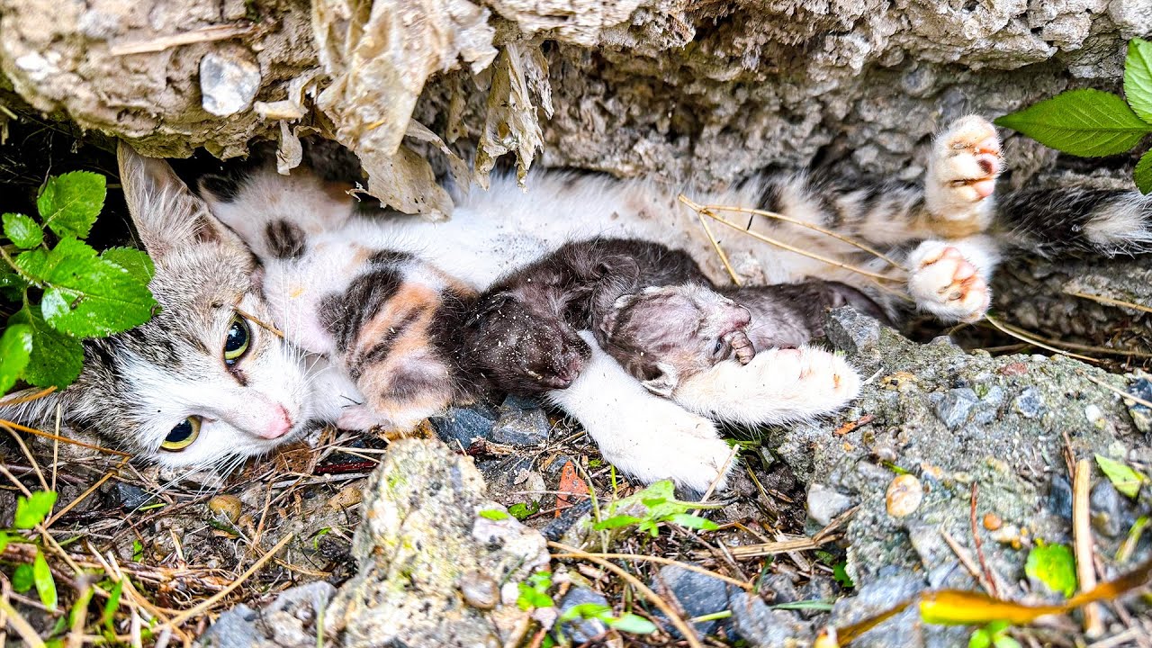 From Tragedy to Hope: Rescuing a Mother Cat and Her Only Surviving Kitten | LTT Animal - Rescue ...