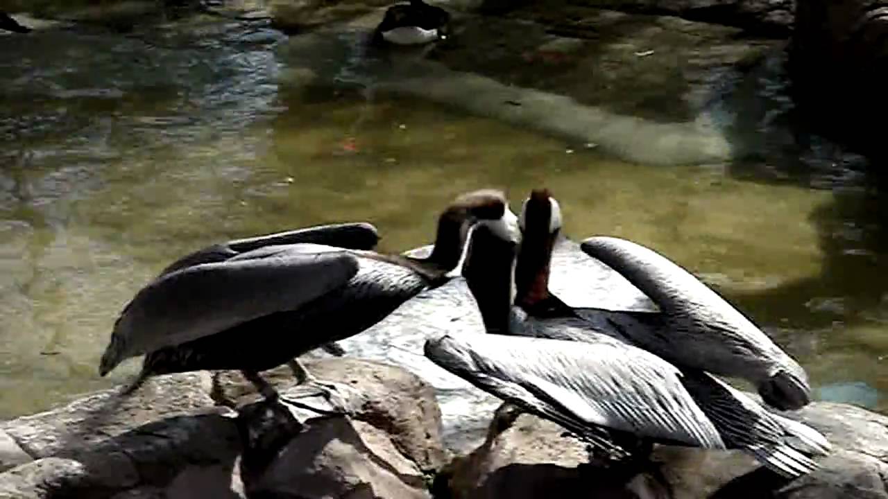 virginia beach aquarium aviary - YouTube