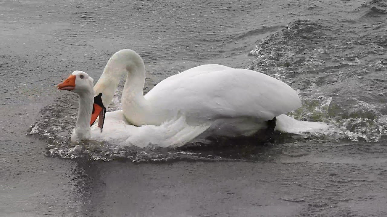 Curiosa lotta tra cigno e oca /accoppiamento!!! - YouTube