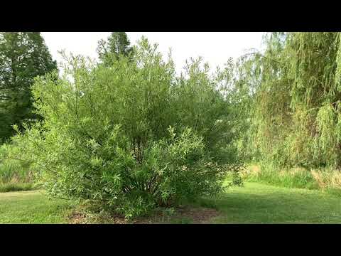 Plant Profile- Blue-stem Willow (Salix irrorata)
