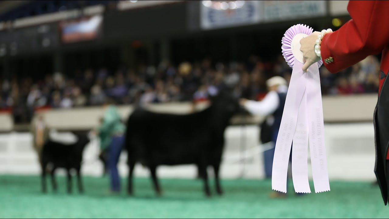 NAILE 2015: ROV Angus Female Show - YouTube