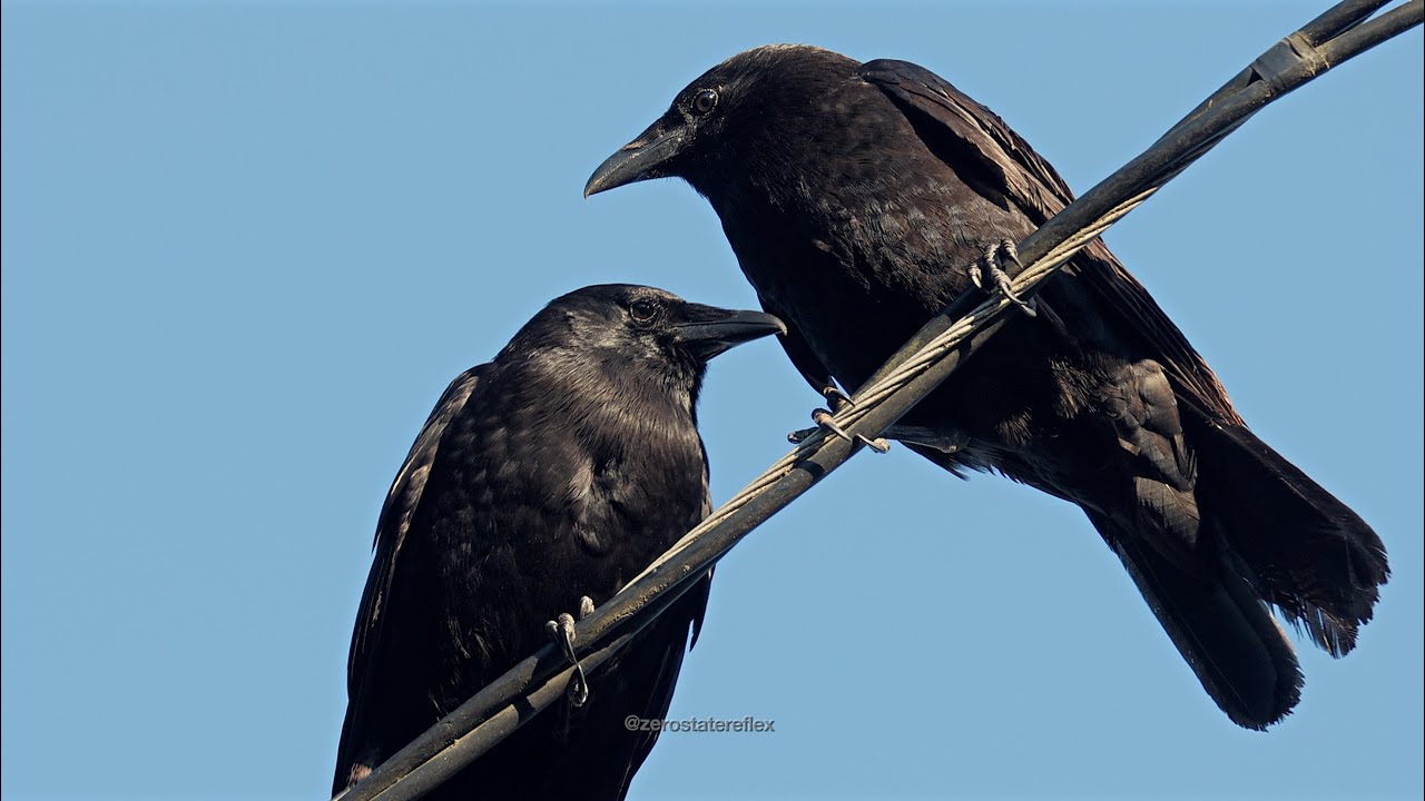 Crow Mates are Sweet to Each Other - YouTube