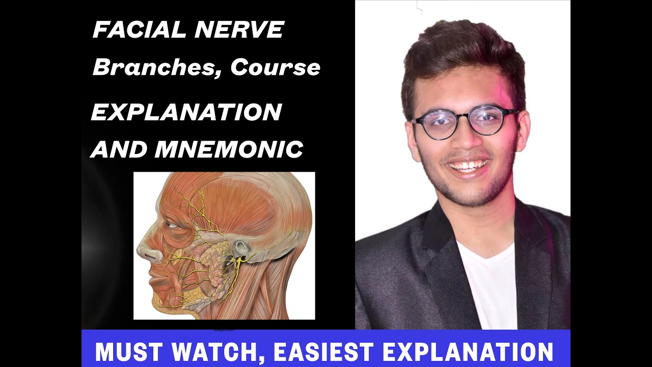 Facial Nerve Branches and Course NeuroAnatomy | Mnemonic | Explanation ...