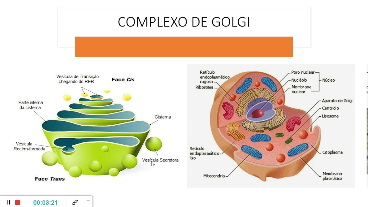 Células e suas organelas - YouTube
