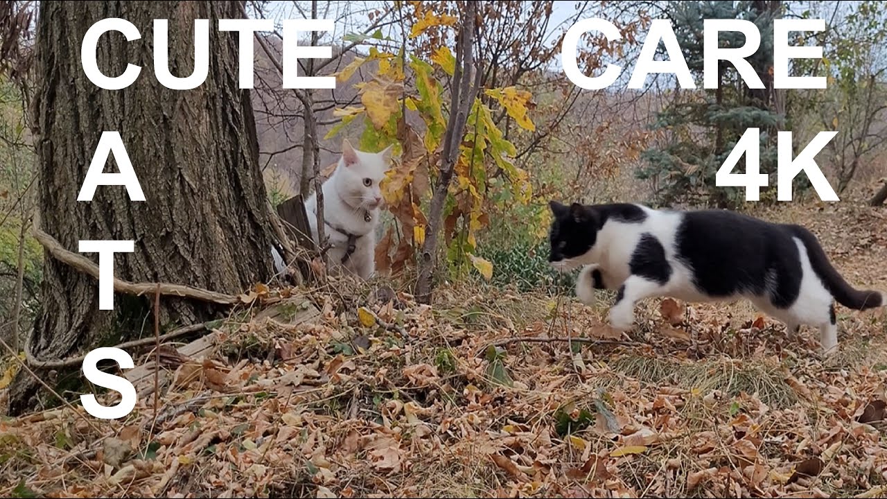 CATS FALL CAPER | Funny Cute Relaxing Cats playing around #shortvideo # ...