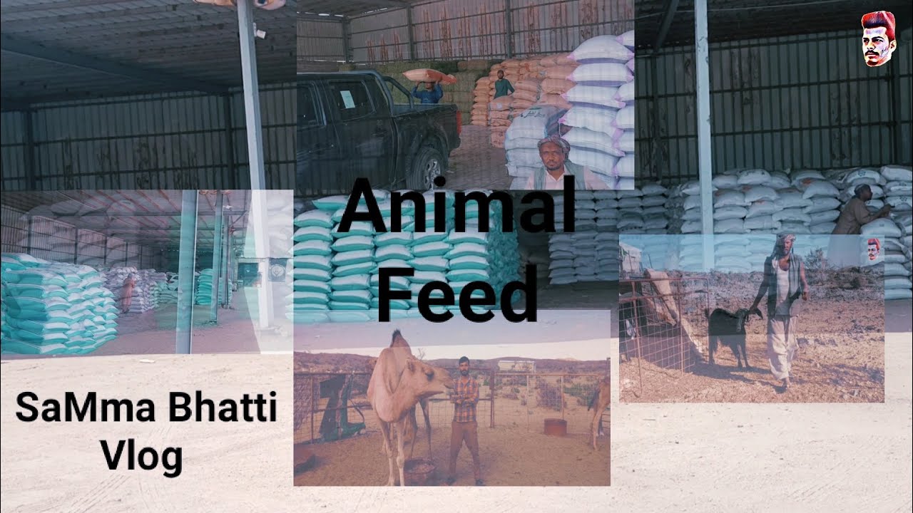 Today we go to buy food for animals . #rai #samma #bhatti #ksa .اليوم ...