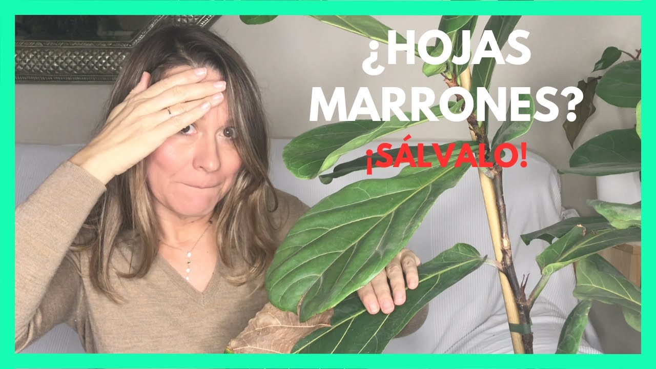️ CÓMO TRATAR LAS MANCHAS MARRONES EN EL FICUS LYRATA ️ - YouTube