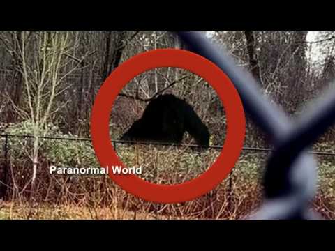 Werewolf everywhere and this city is fenced for people protection ...