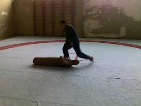 Elvin Shabran Pahlavan 100