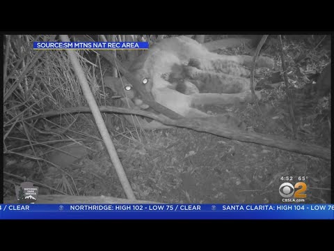 13 Mountain Lion Kittens Born In Santa Monica Mountains This Summer