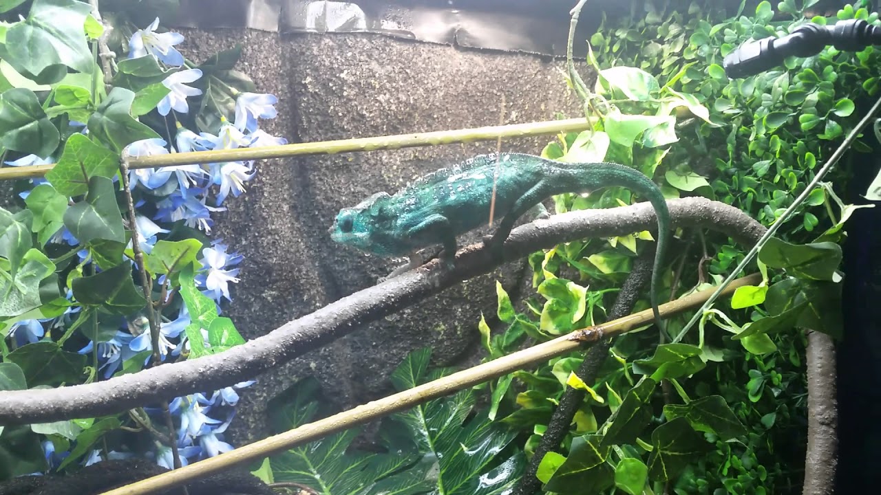 Chameleon set-up and drinking fountain expirement - YouTube