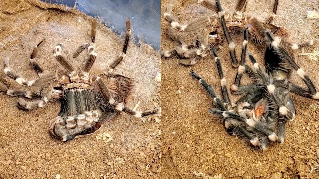 Chilling Time Lapse Shows Huge Tarantula Moulting - YouTube