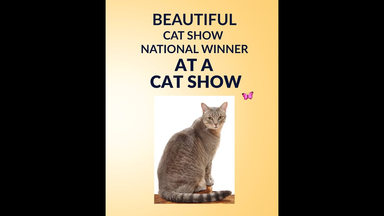 Beautiful show cat - national winner! SD 480p - YouTube