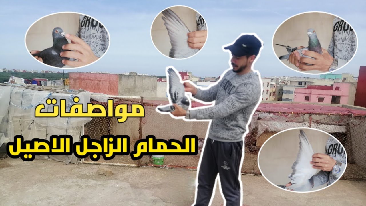 مواصفات ومميزات الحمام الزاجل الأصيل بالتفصيل hamam zajil - YouTube