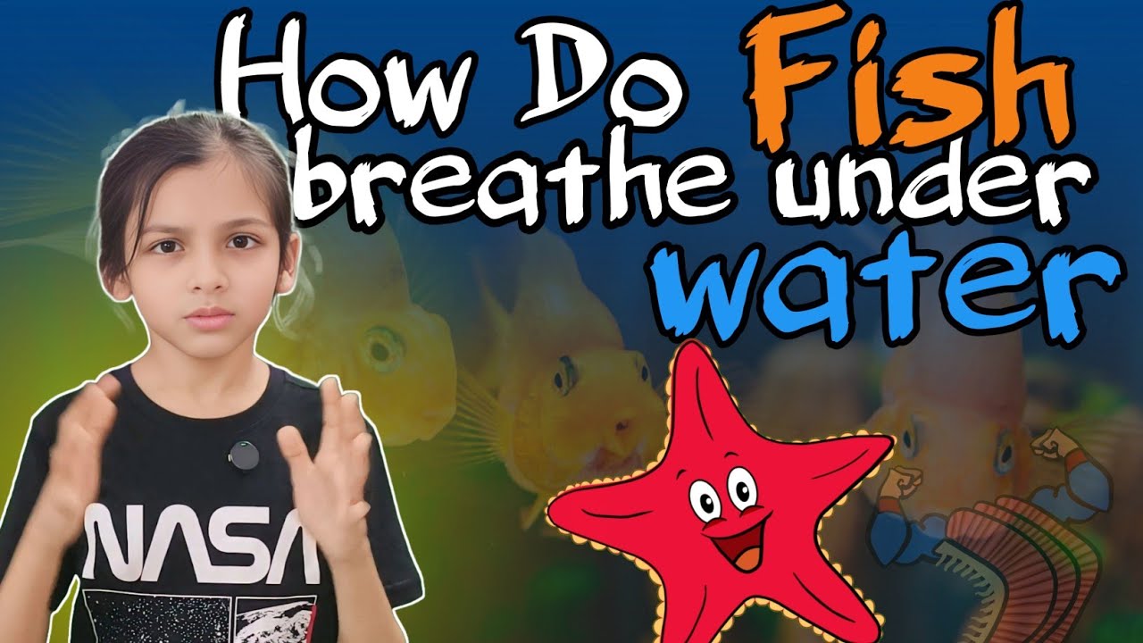 How Do Fish Breathe Under Water?? | Curious Crayon - YouTube