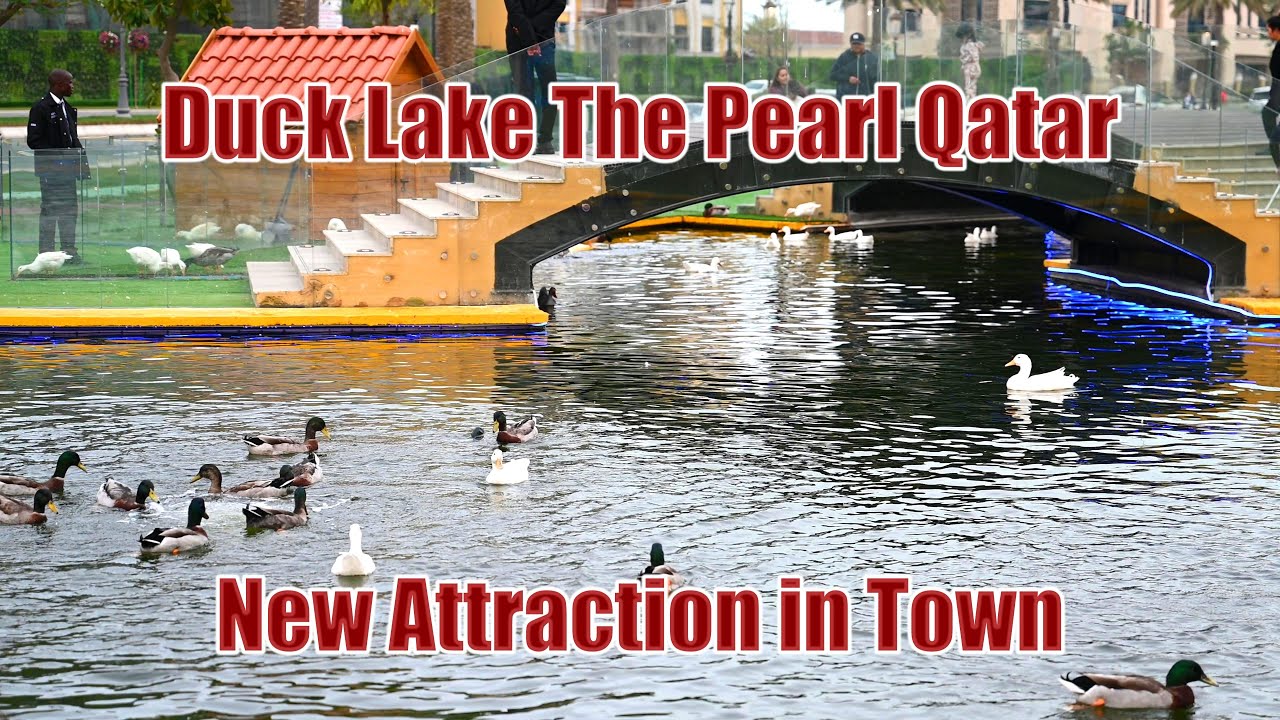 Duck Lake at The Pearl Island Qatar | New Attraction in Town | Qatar ...