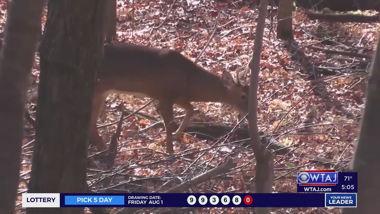 Bill to have two opening days of deer season in Pennsylvania - YouTube
