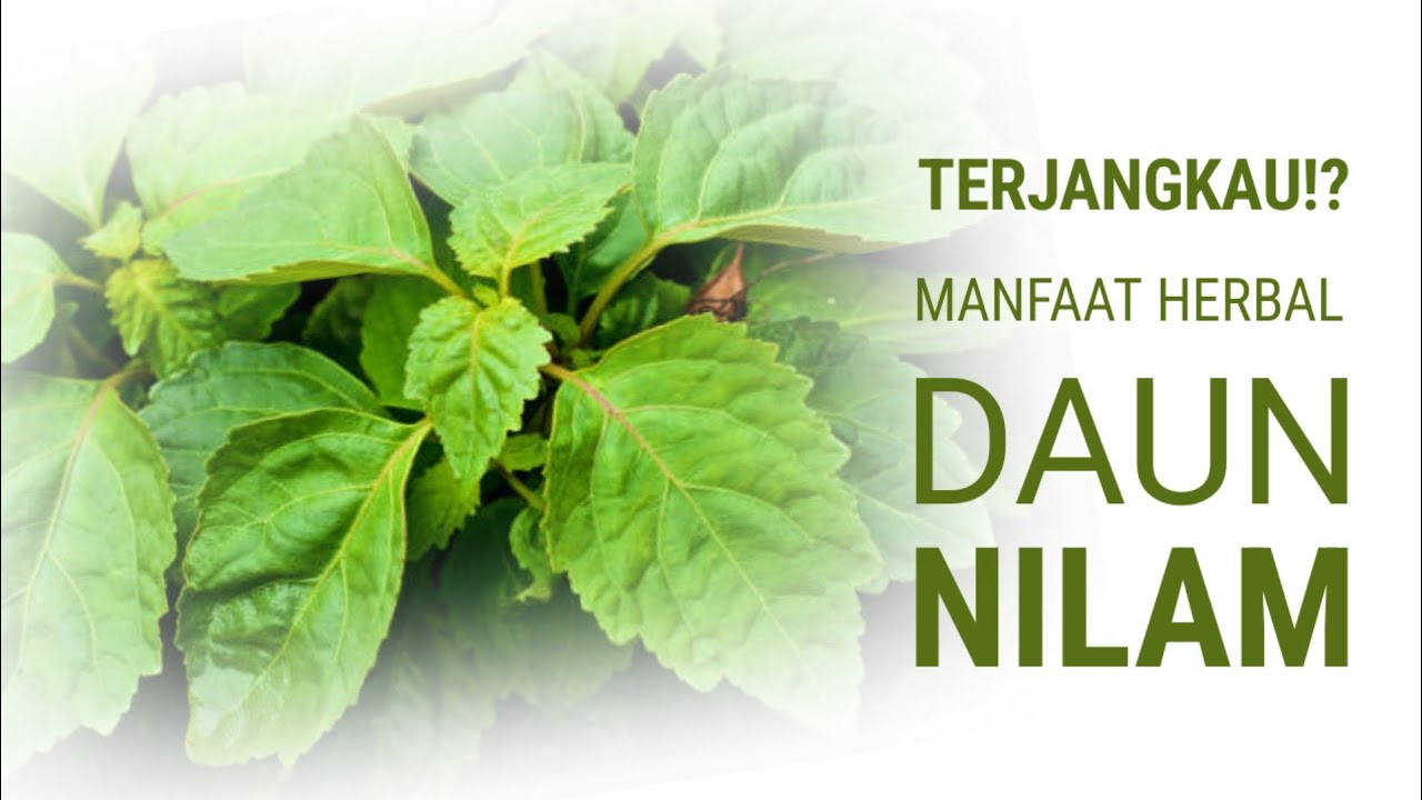 DAUN NILAM: Khasiat Tersembunyi untuk Kesehatan Tubuh yang Jarang ...