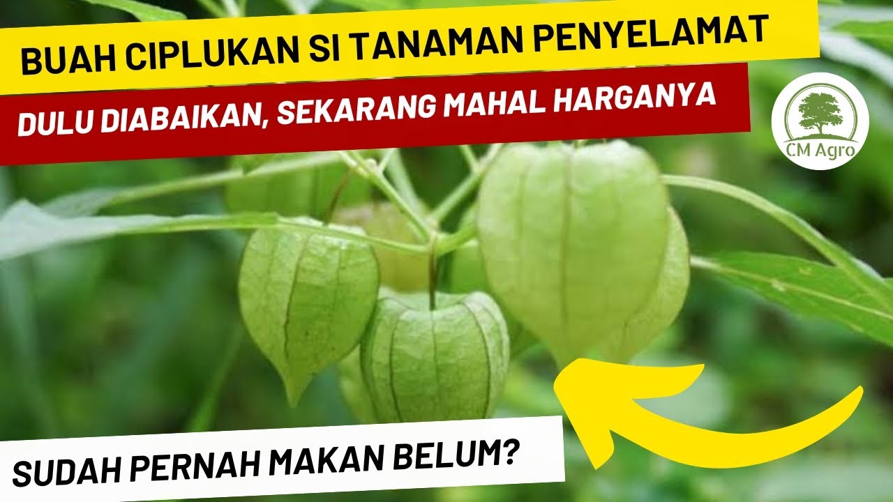 Inilah 7 Manfaat Ciplukan Bagi Kesehatan Yang Wajib Kamu Ketahui ...