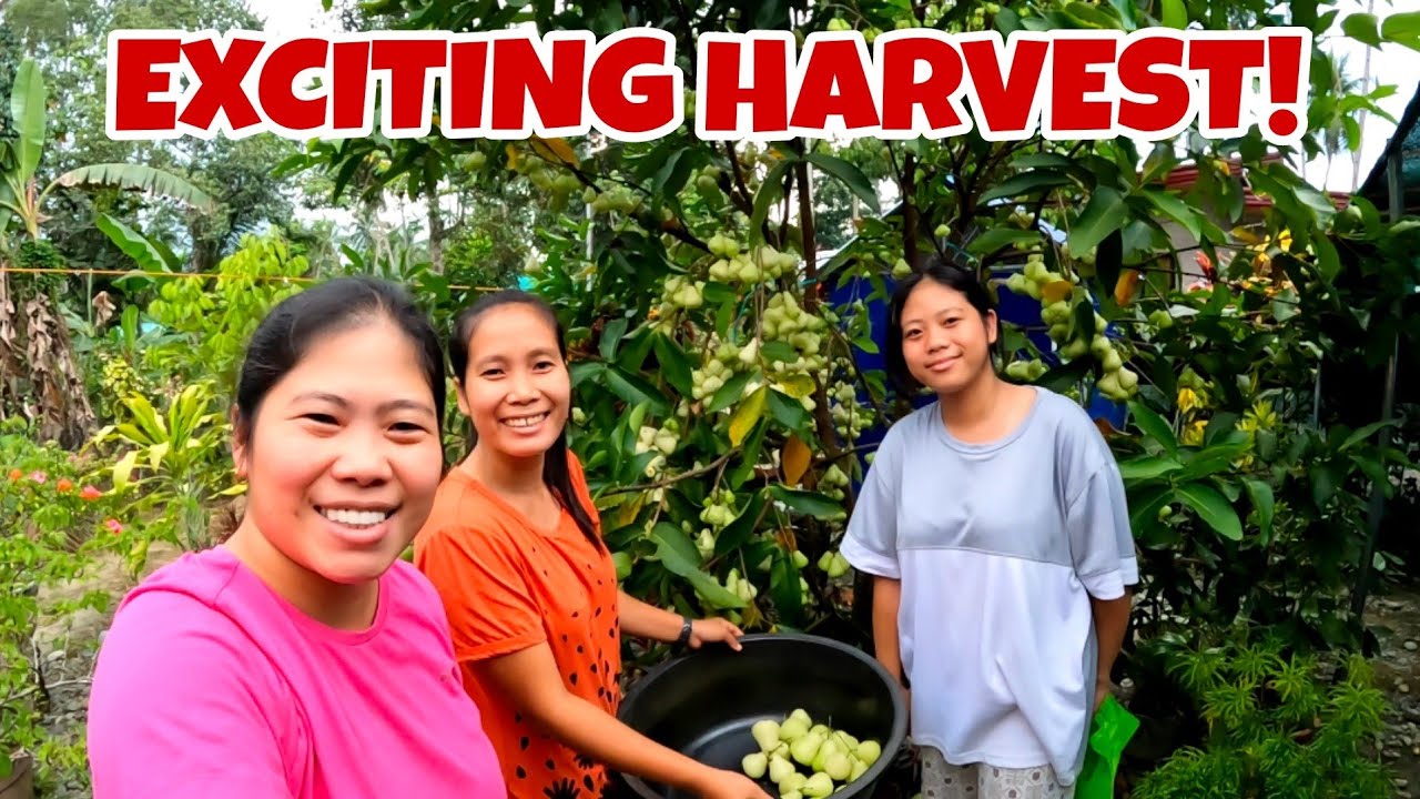 The Harvest and Sharing Of The Java Apple + We Have Additional Visitors ...