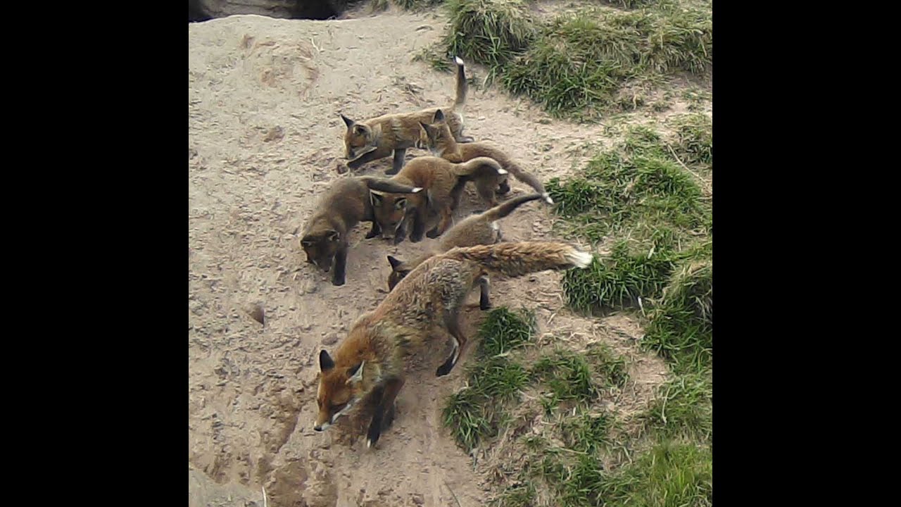 Sand Cubs 22 - YouTube