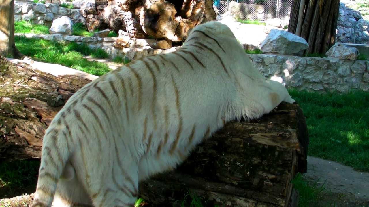 White Bengal tiger - Panthera tigris tigris - Beli bengalski tigar ...