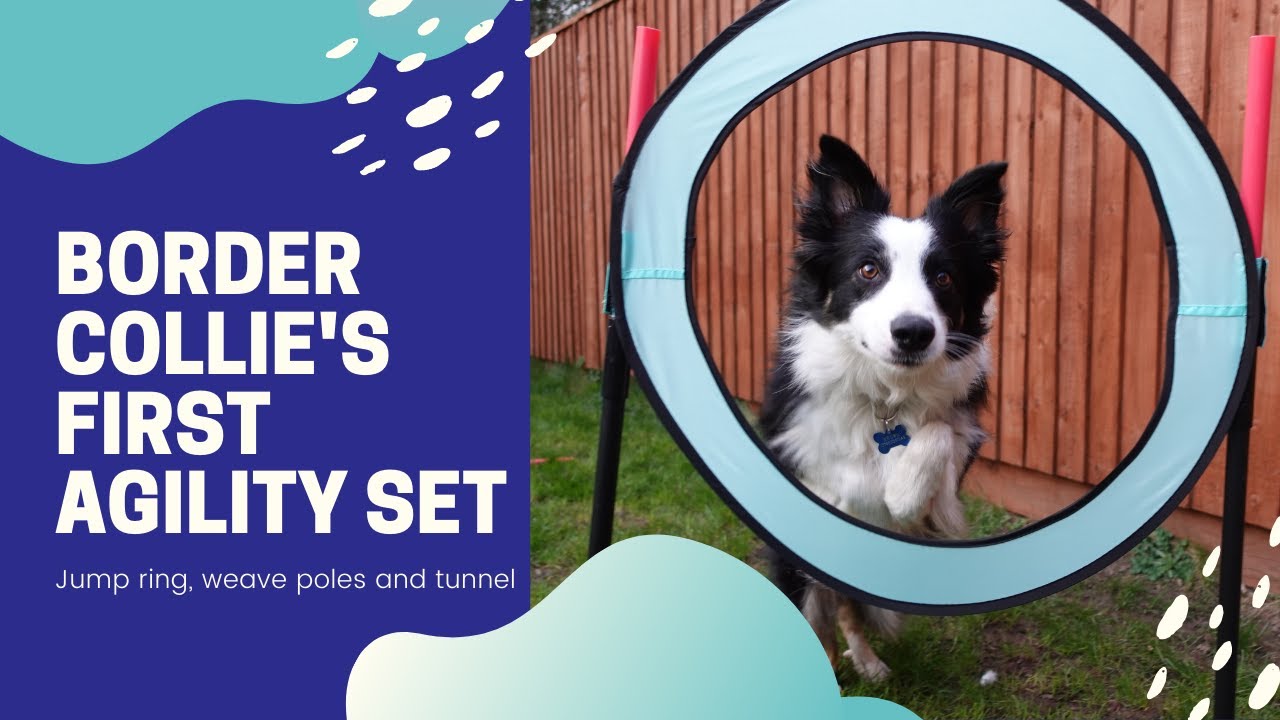 Border Collie's First Agility Set - YouTube