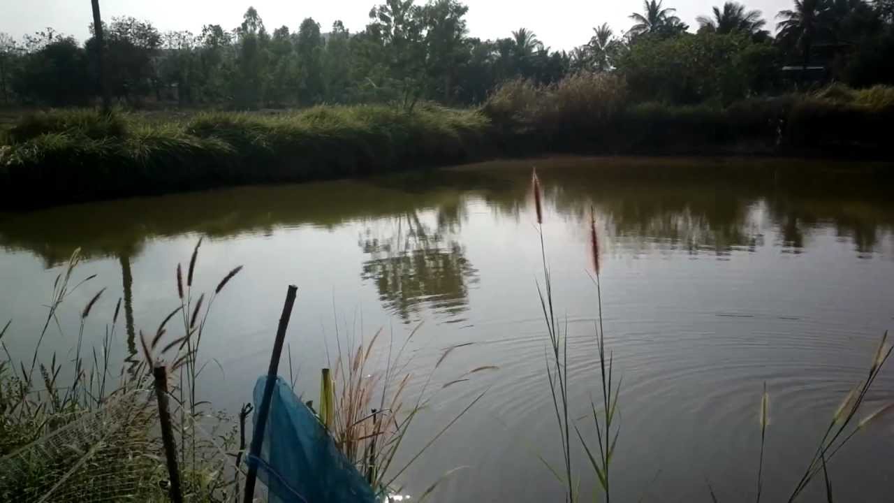On the Farm in Isaan Thailand.avi - YouTube