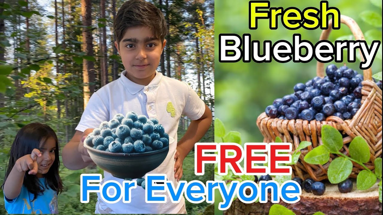 Fresh Blueberries | Free for Everyone - YouTube