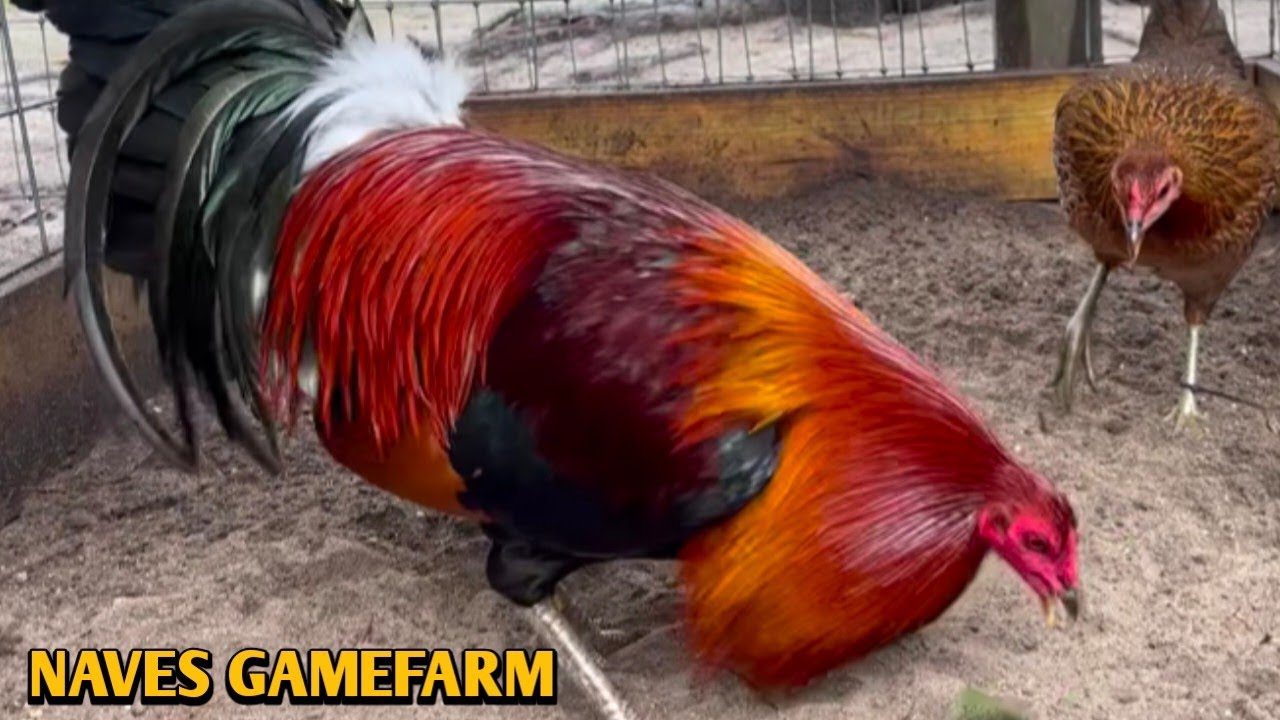 Hatch Lacy Roundhead Kelso - NAVES FARM - YouTube