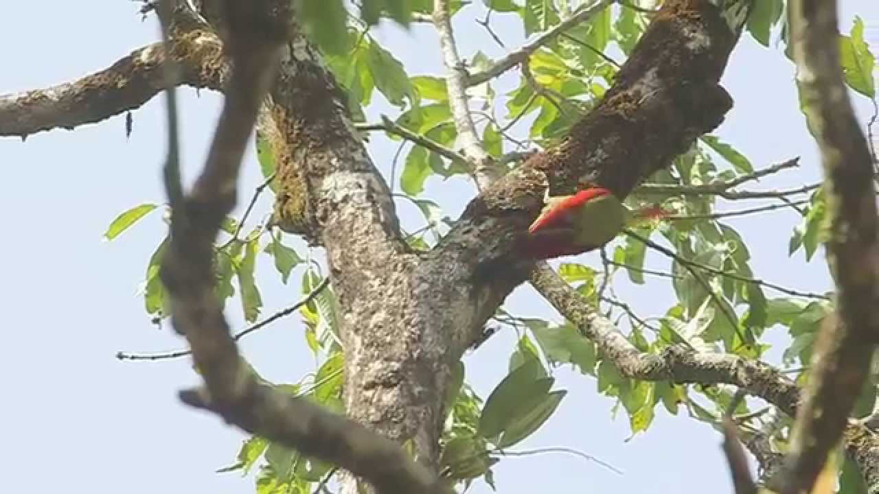 CRIMSON-WINGED WOODPECKER,Picus puniceus,Punasiipitikka,Thailand - YouTube