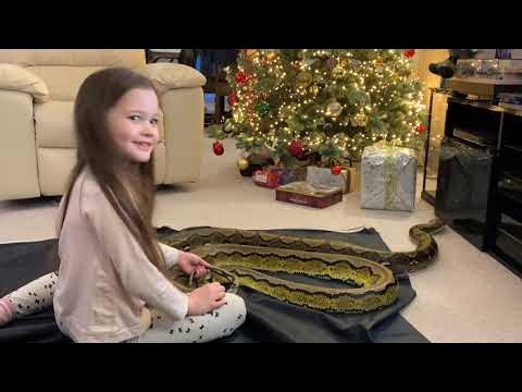 Festive Christmas Reticulated Python Handling (Sonny & Cher) - YouTube