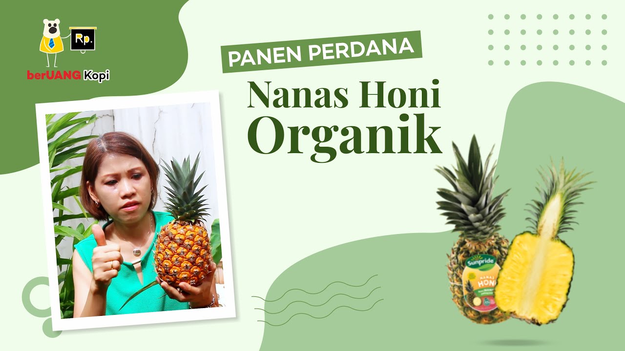 Panen Perdana Nanas Honi Organik - YouTube