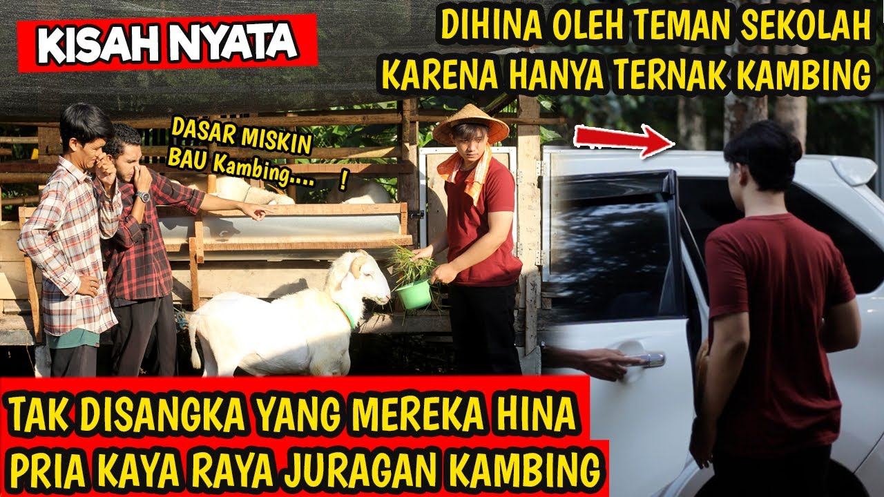 DIHINA TEMAN SEKOLAH! TERNYATA YANG DIHINA PRIA KAYA RAYA TERNAK ...