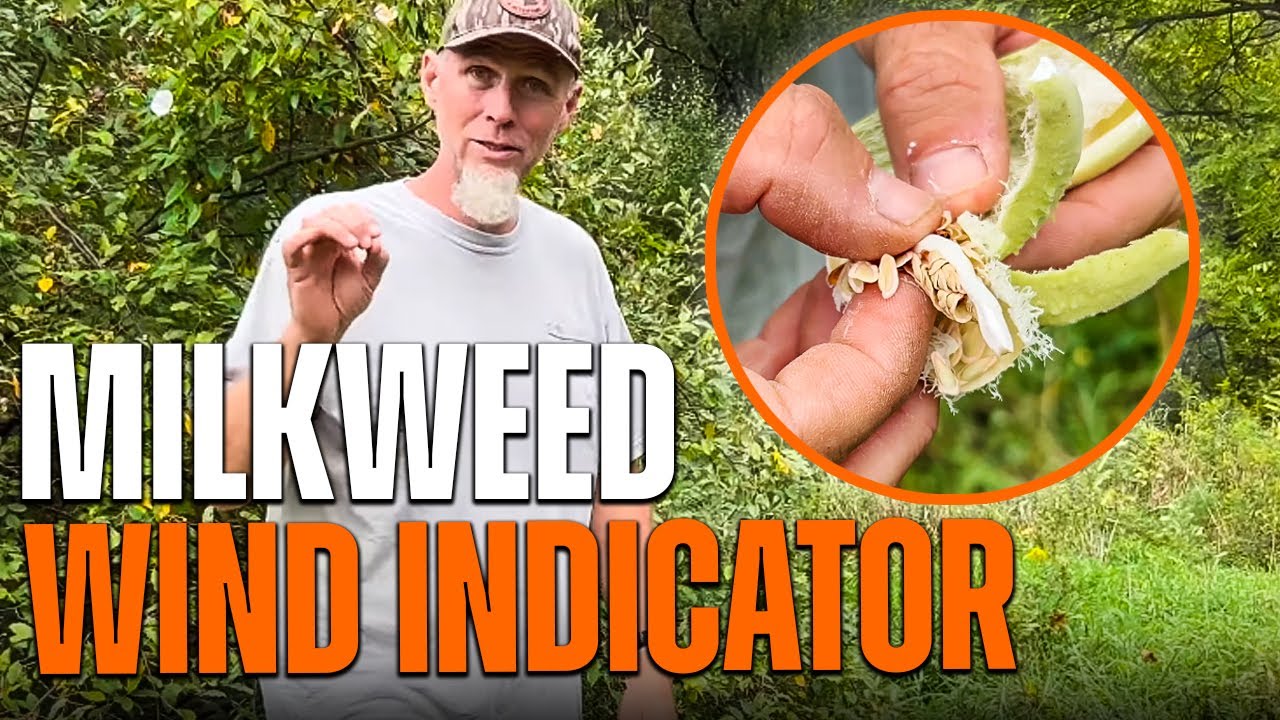 Best Natural Wind Indicator: How to Use Milkweed for Accurate Wind ...