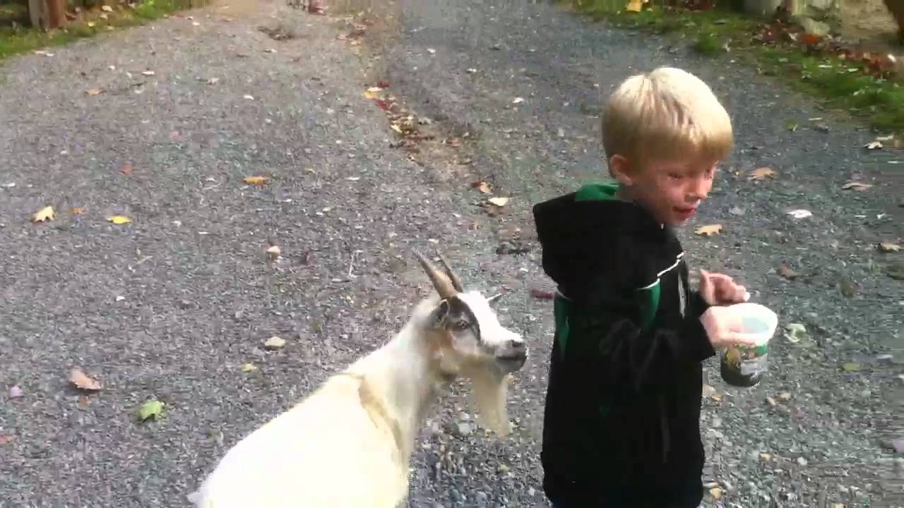 Goat chases and freaks out my kid at petting zoo - YouTube