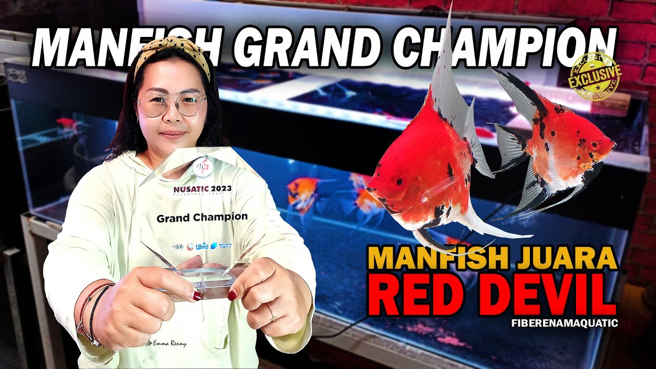 MAU JADI GRAND CHAMPION MANFISH RED DEVIL? NIH BOCORAN KRITERIA DAN ...