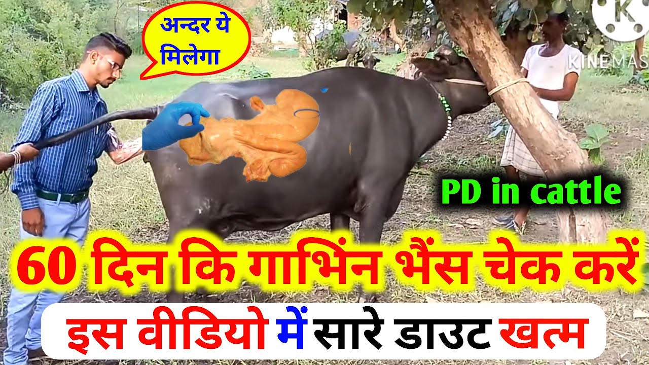 2 महिने कि PD करना सिखें | Pragnancy diagnosis in cattle ! pd in cattle ...