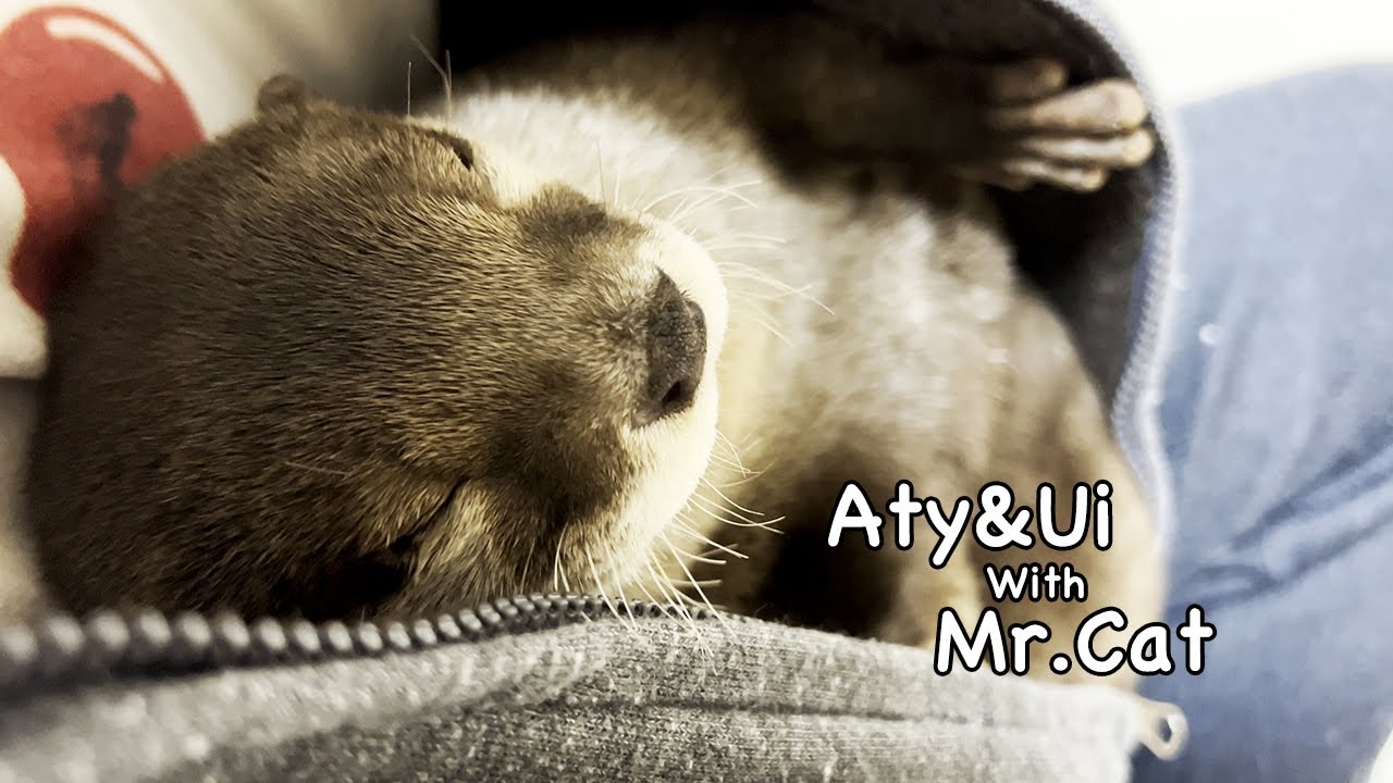 Otter's idea of the best way to protect himself. [Otter life Day 685 ...