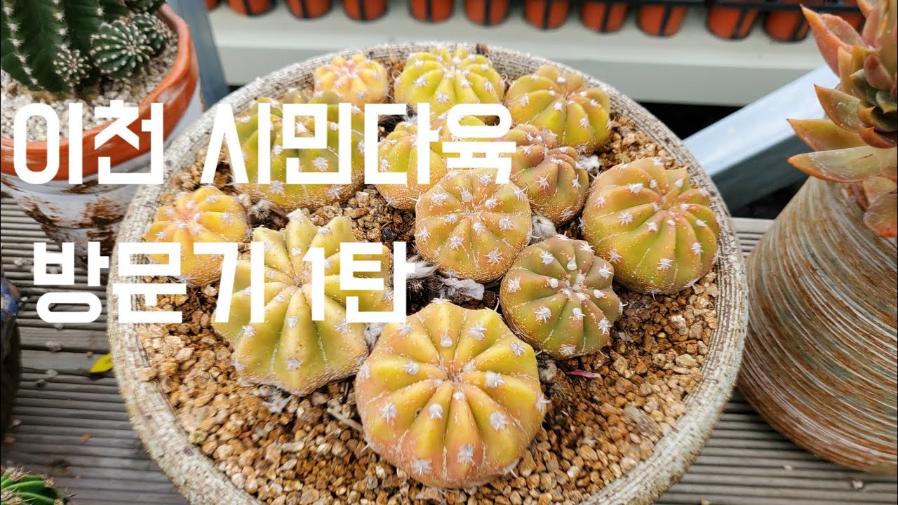 이천시민다육방문기다육이키우기 초보다육 옥상다육 걸이대다육 국민다육 Youtube