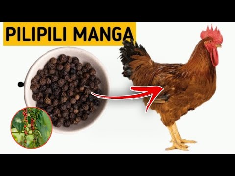 Tiba ya Pili pili Manga Kwa Kuku, - YouTube