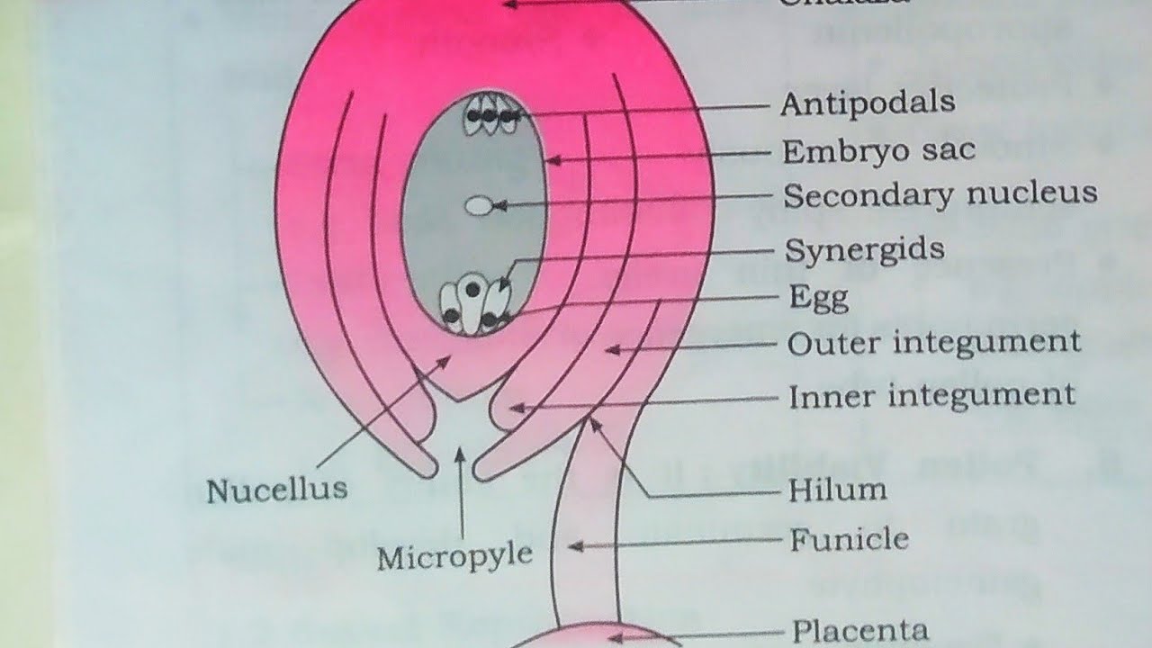 drawing anatropous ovule for exam | structure of anatropous ovule - YouTube