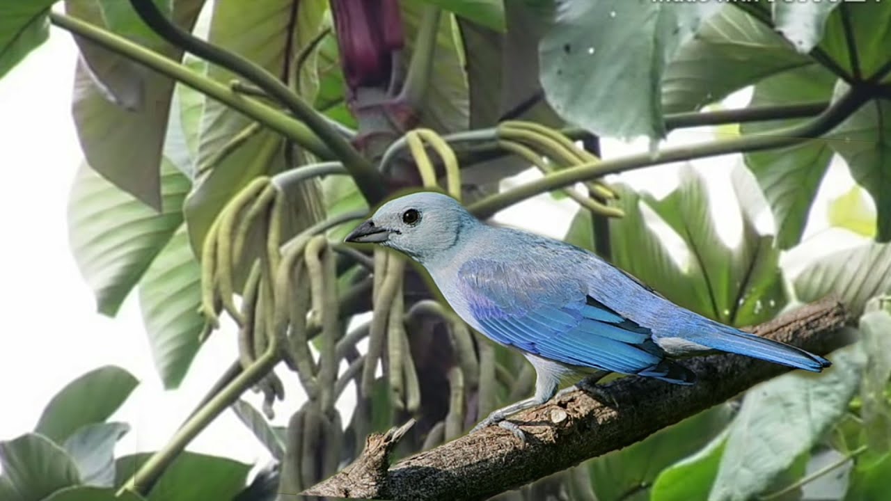 Pipira azul cantando solto na natureza - YouTube