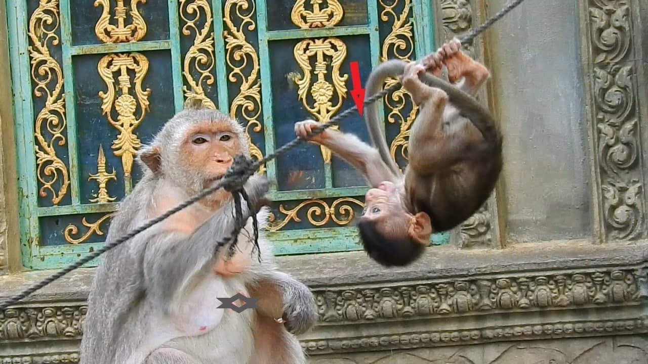 oh! Strangely little Bean monkey likes to play alone - YouTube