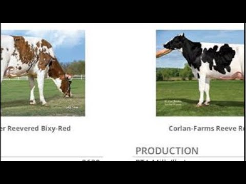 ABS BREED WORLDWIDE BREED - YouTube