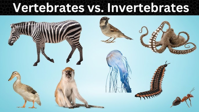 Invertebrates And Vertebrates Video