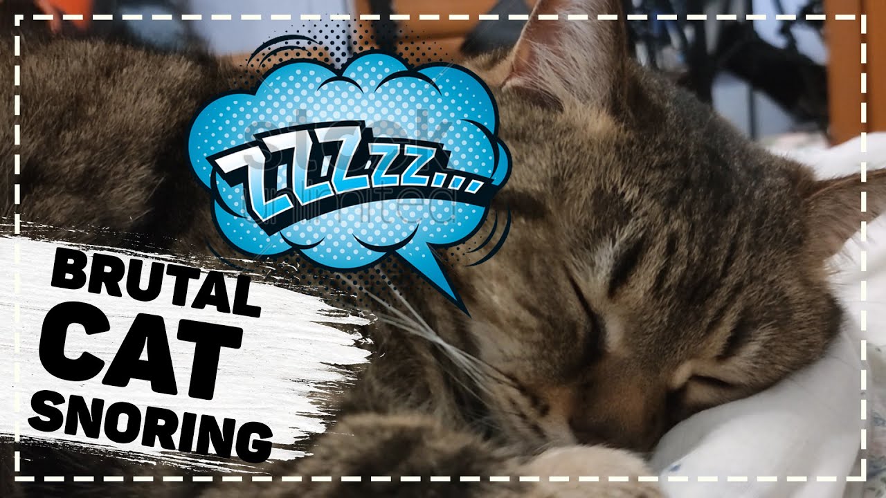 Cat Snoring Microphone Youtube